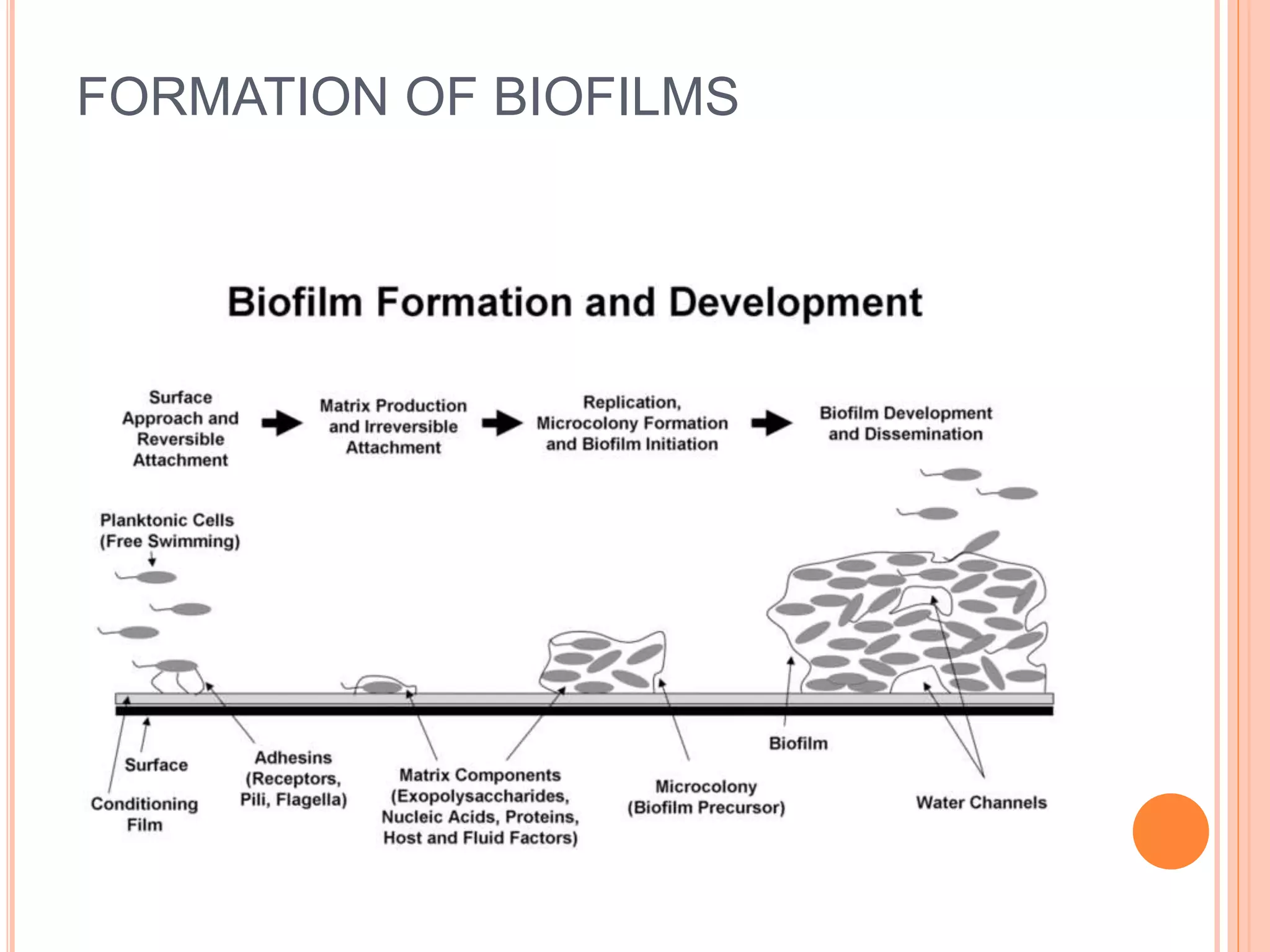 BIOFILMS.pptx