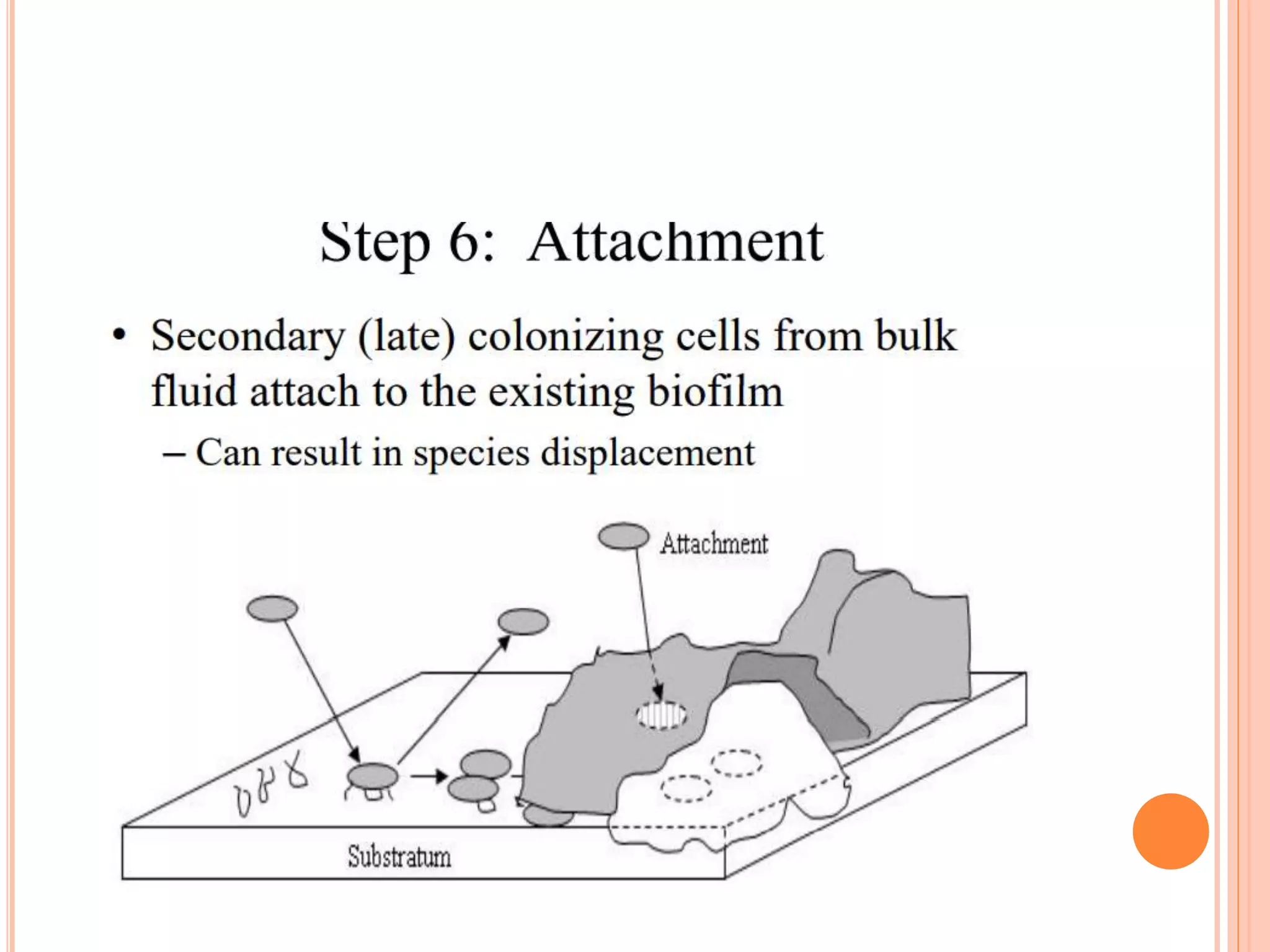 BIOFILMS.pptx | Geology | Science