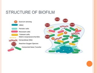 BIOFILMS.pptx