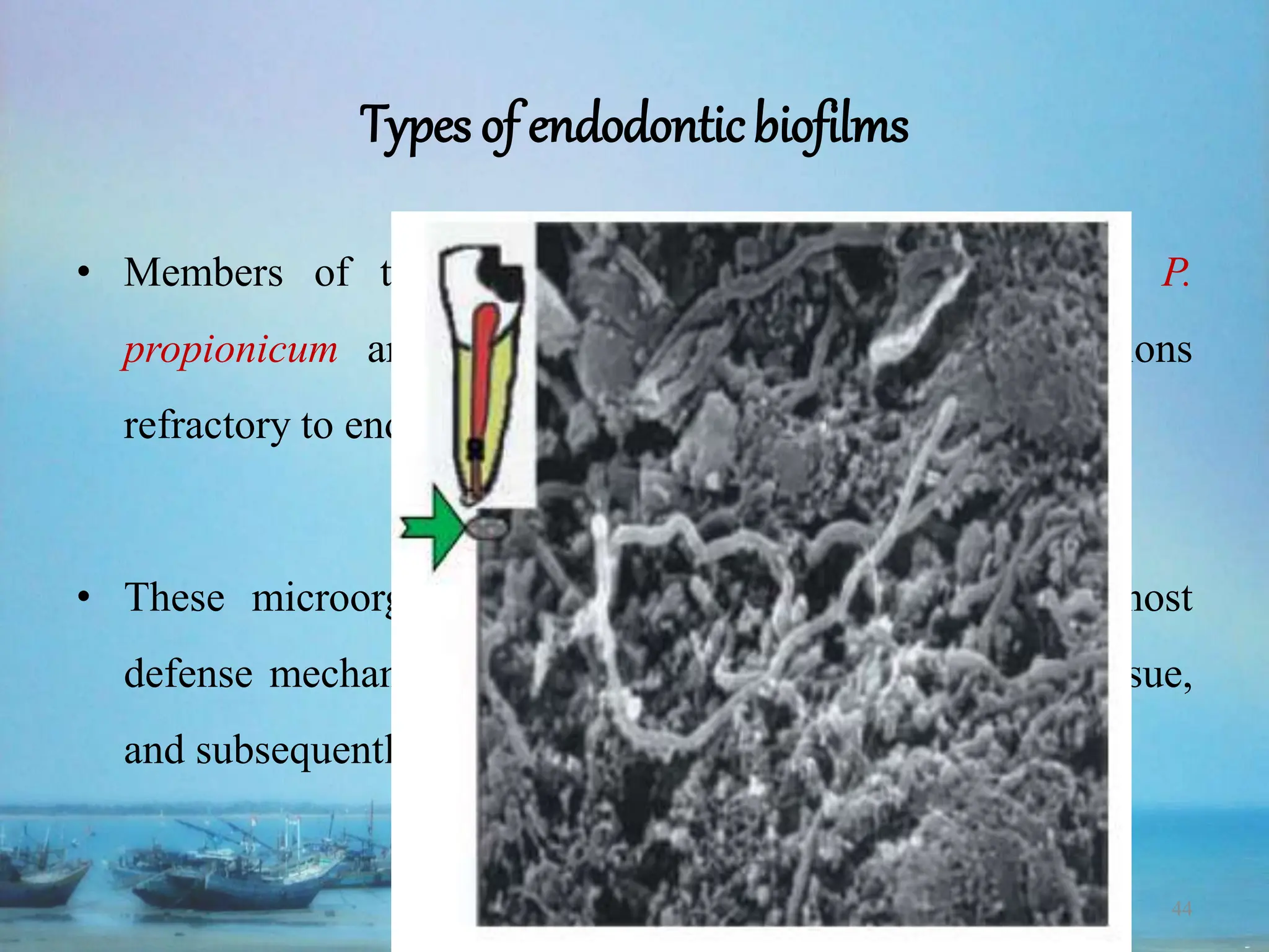 Endodontic Biofilms and management..pptx
