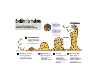 BIOFILMS 2.pptx