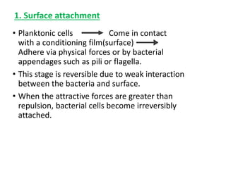 Biofilms in ent | PPTX