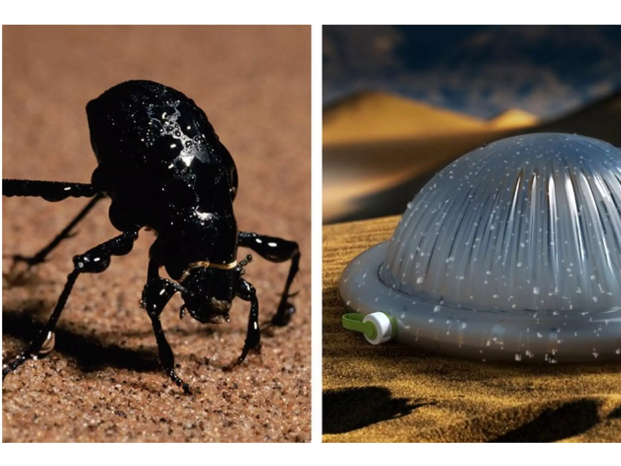 Biomimicry | PPT
