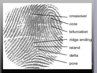 DNA fingerprinting | PPTX