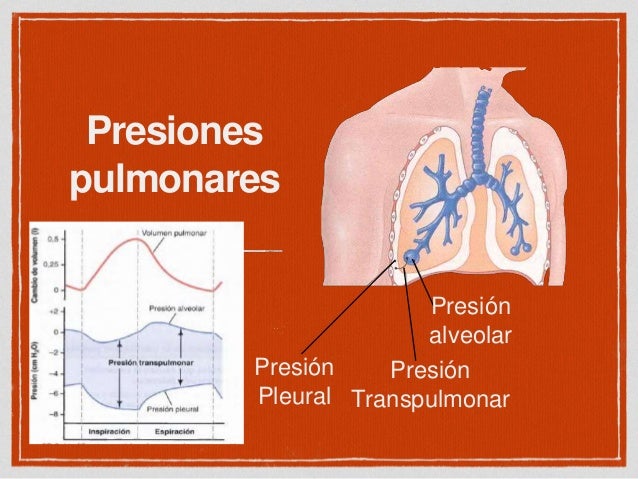 Biofísica de la respiración | Recursos Educativos Abiertos - UPAL