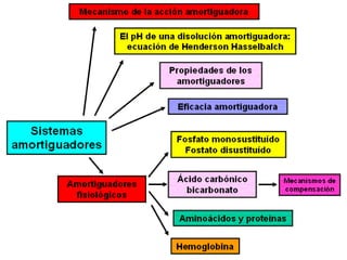 Biofisica Del Estado Acido Base | PPT