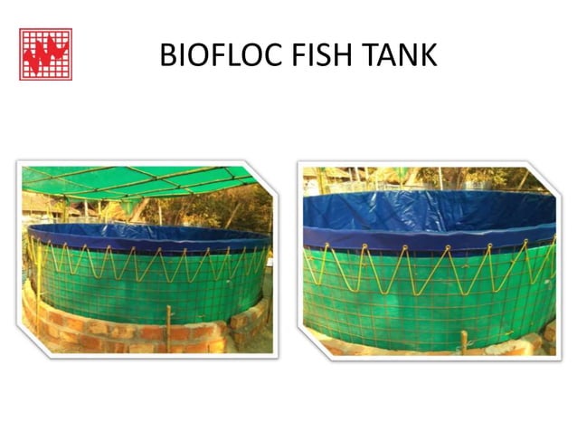 Biofloc fish tank ppt | PPTX | Fish and Aquariums | Pets