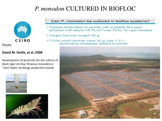 Biofloc information
