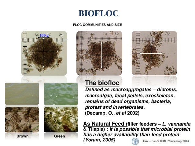 Biofloc information