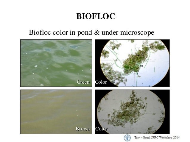 Biofloc information