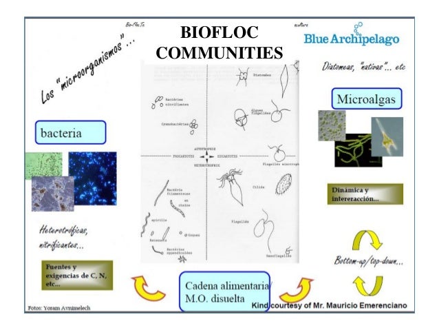 Biofloc information