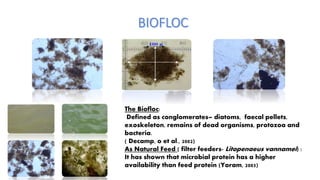 Biofloc technology | PPTX