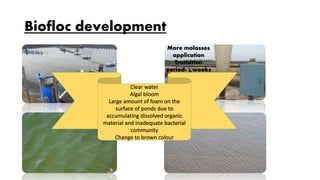 Biofloc technology | PPT