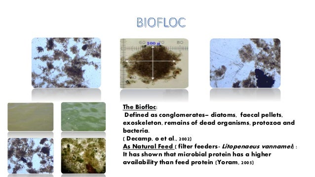 Biofloc technology
