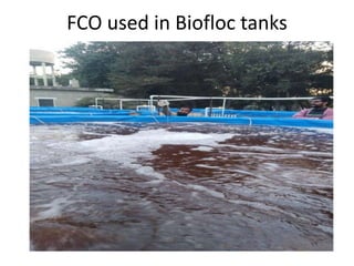 Biofloc Technology.pptx pangasius and tilapia fish culture | PPTX