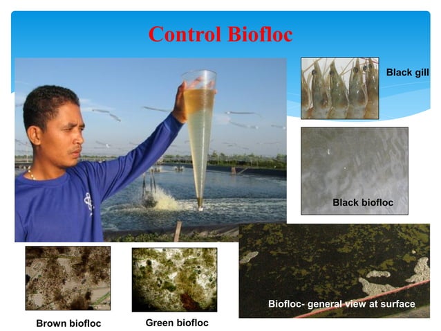 Biofloc Technology in aquaculture | PDF