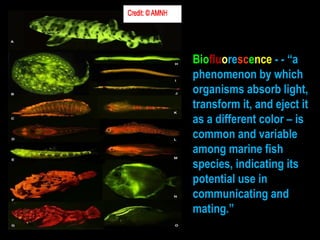 Biofluorescence illuminated p pt | PPT