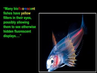 Biofluorescence illuminated p pt | PPT