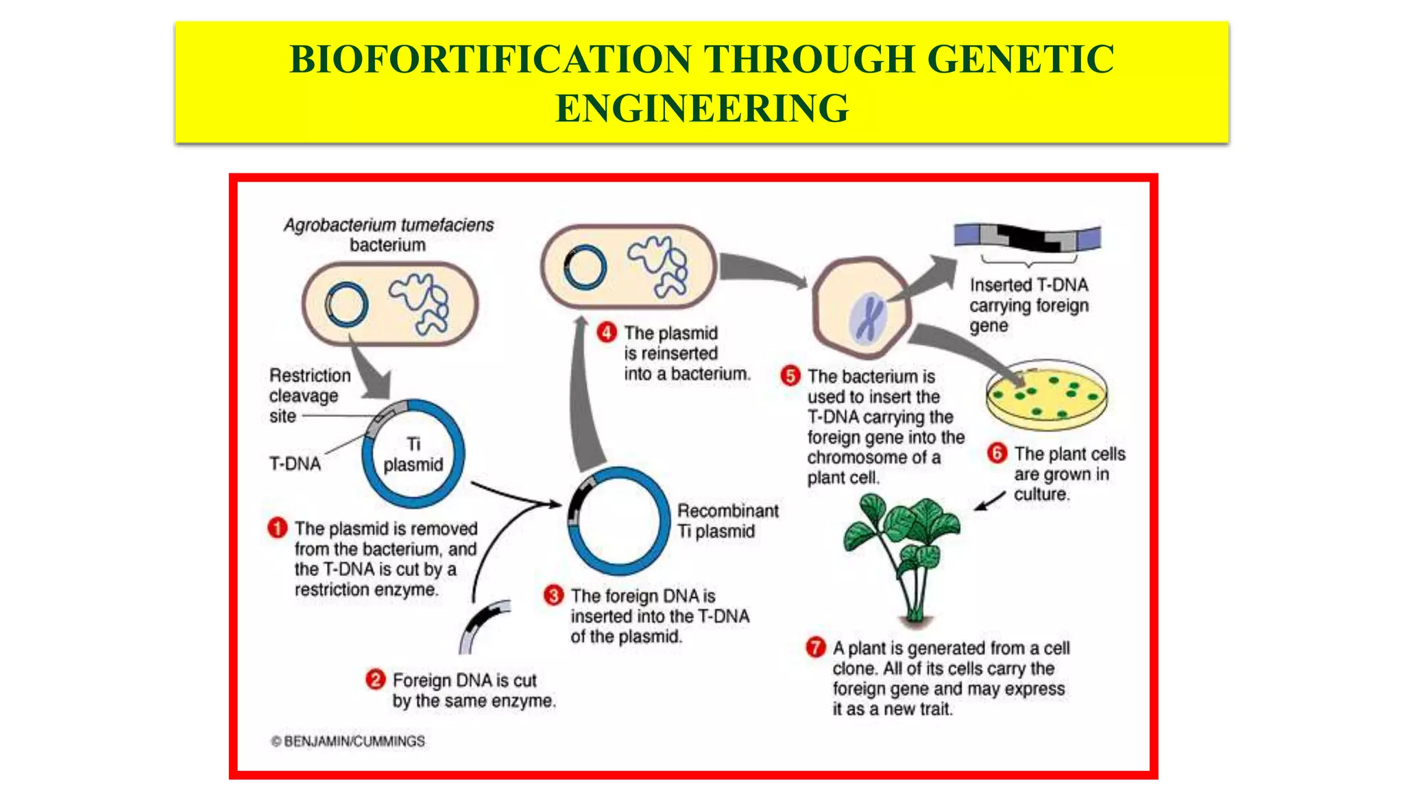 BIOFORTIFICATION OF VEGETABLE CROPS.pptx