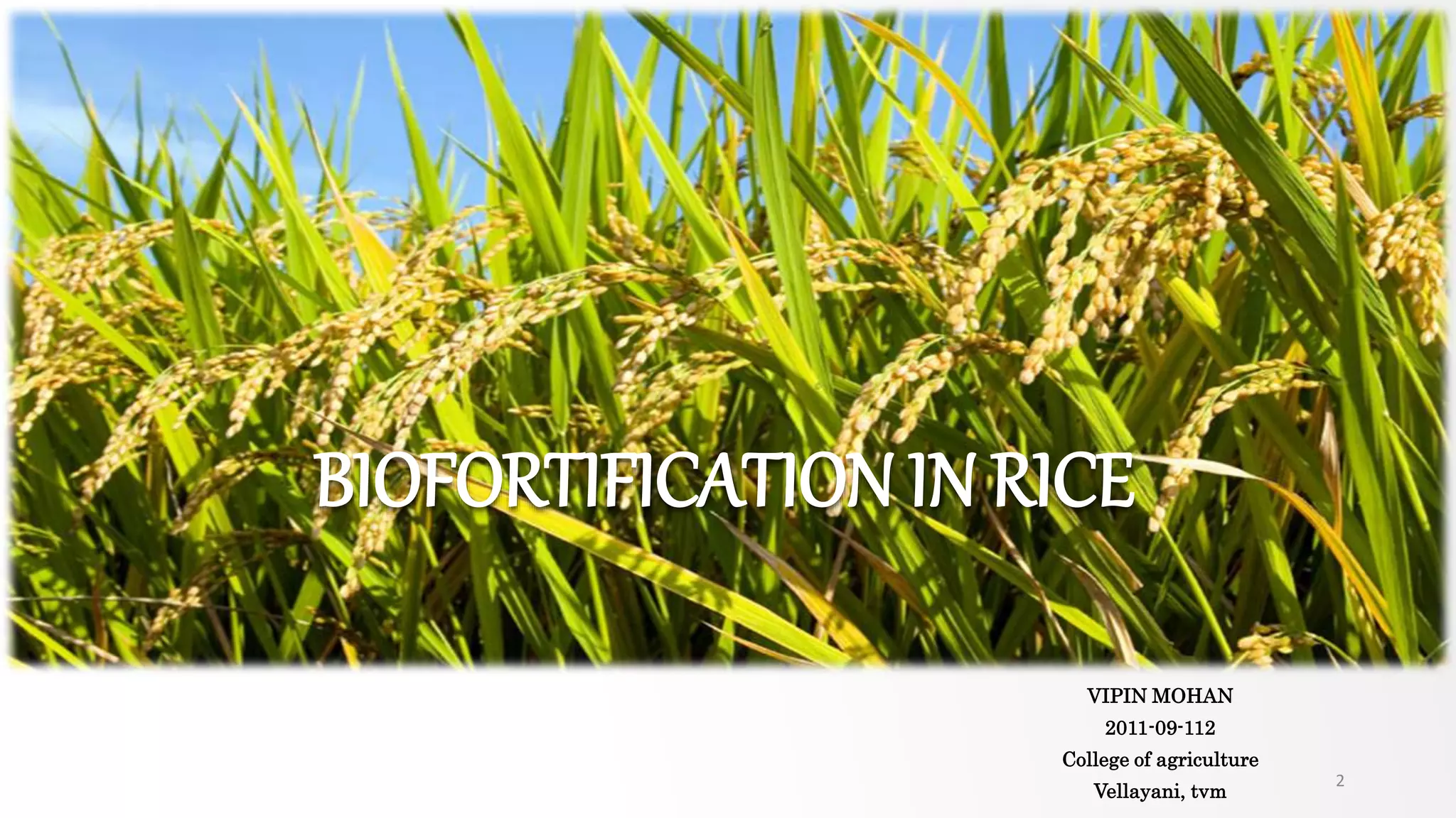 Biofortification in rice - vipin | PPTX