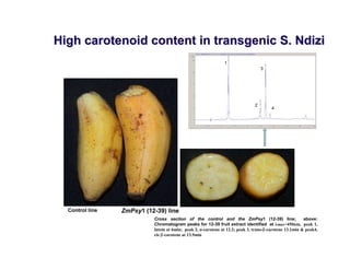 B4FA 2012 Uganda: Biofortification of highland bananas in Uganda ...