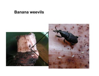 B4FA 2012 Uganda: Biofortification of highland bananas in Uganda ...