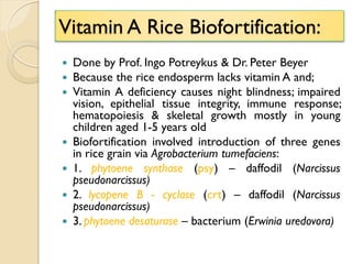 Biofortification of rice | PDF