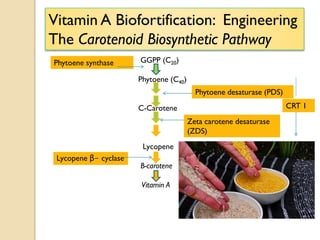 Biofortification of rice | PDF