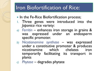 Biofortification of rice | PDF
