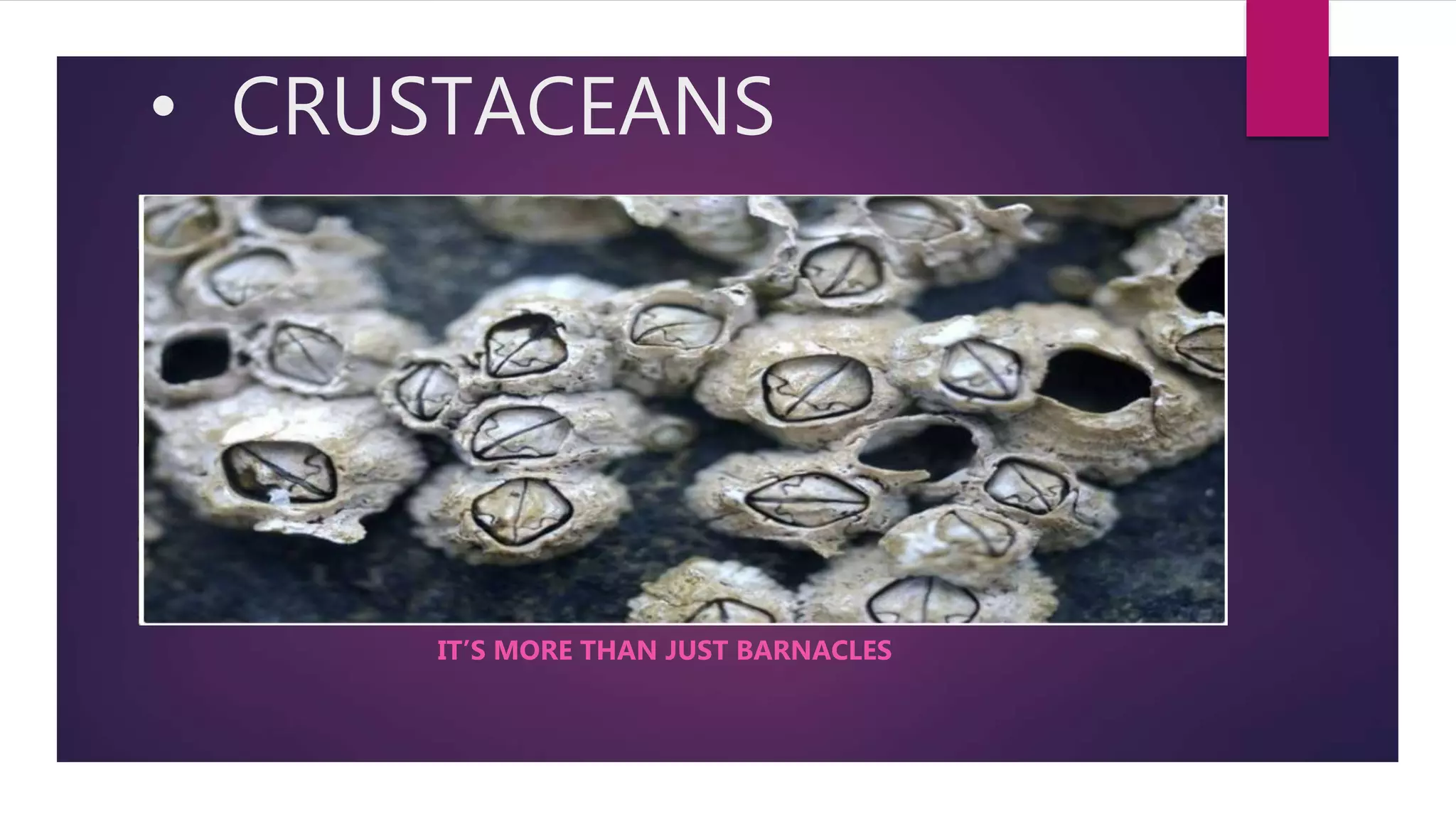 Biofouling | PPTX