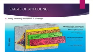 Biofouling | PPTX