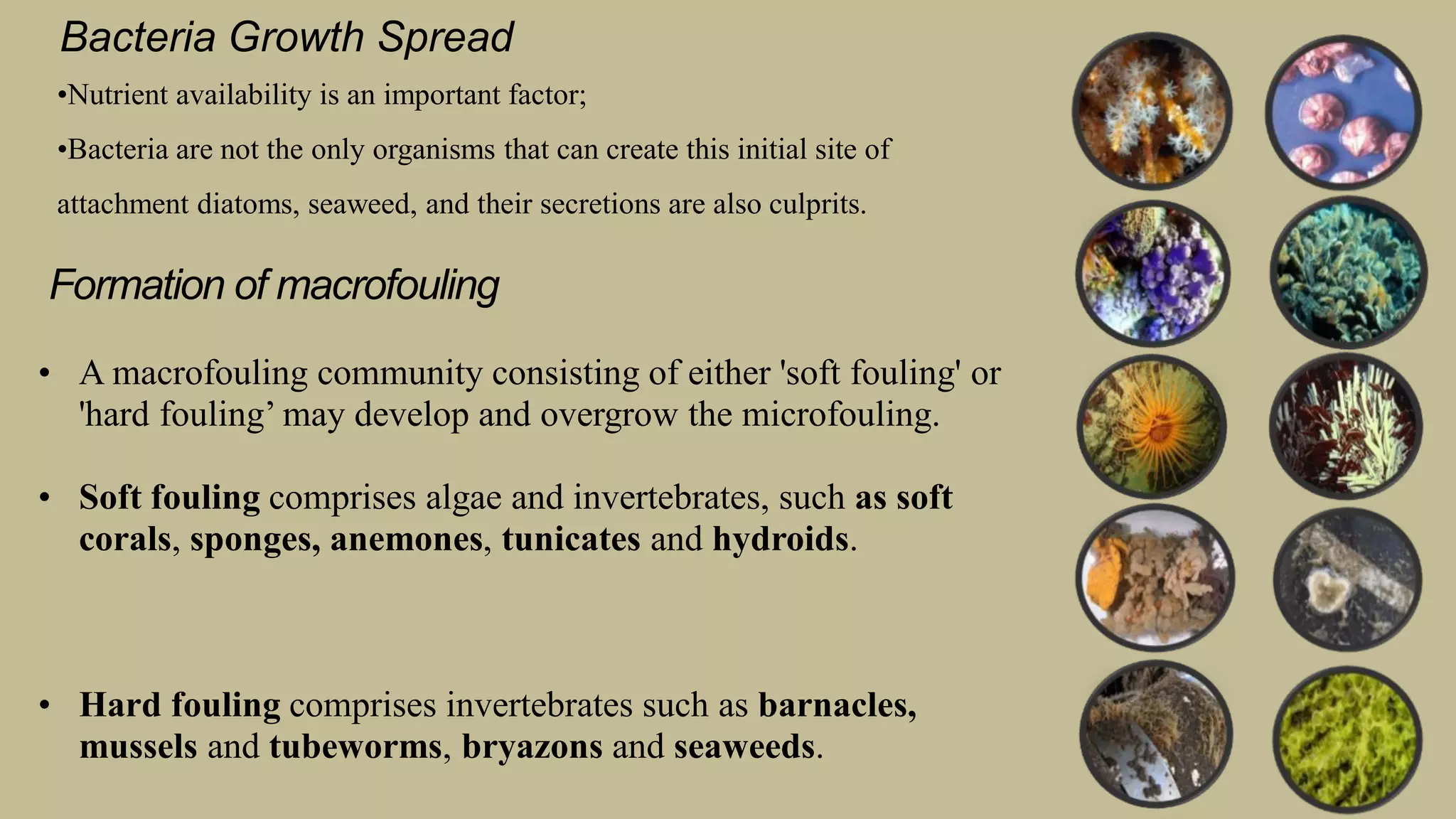 Biofouling | PDF