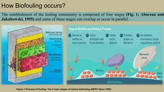 Biofouling | PDF