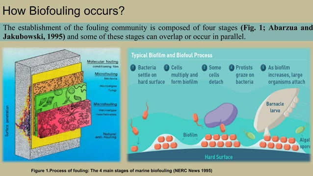 Biofouling | PDF