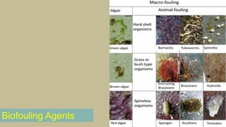 Biofouling | PDF
