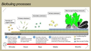 Biofouling | PDF