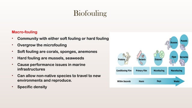 Biofouling (Steps and Consequences).pptx