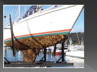 Biofouling and prevention | PPTX