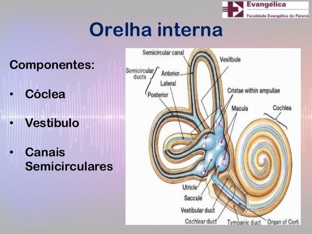 Biofísica da Audição