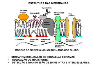 Biofísica das membranas | PDF