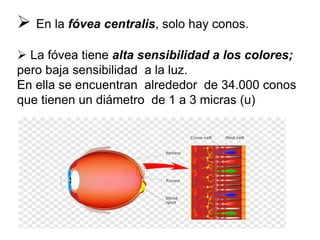 BIOFÌSICA DE LA VISIÒN 2025 anatomía sss | PDF