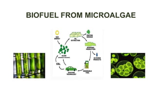 Biofuel as a bioresource | PPT