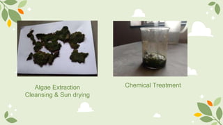Biofuel The clean Energy from Algae.pptx