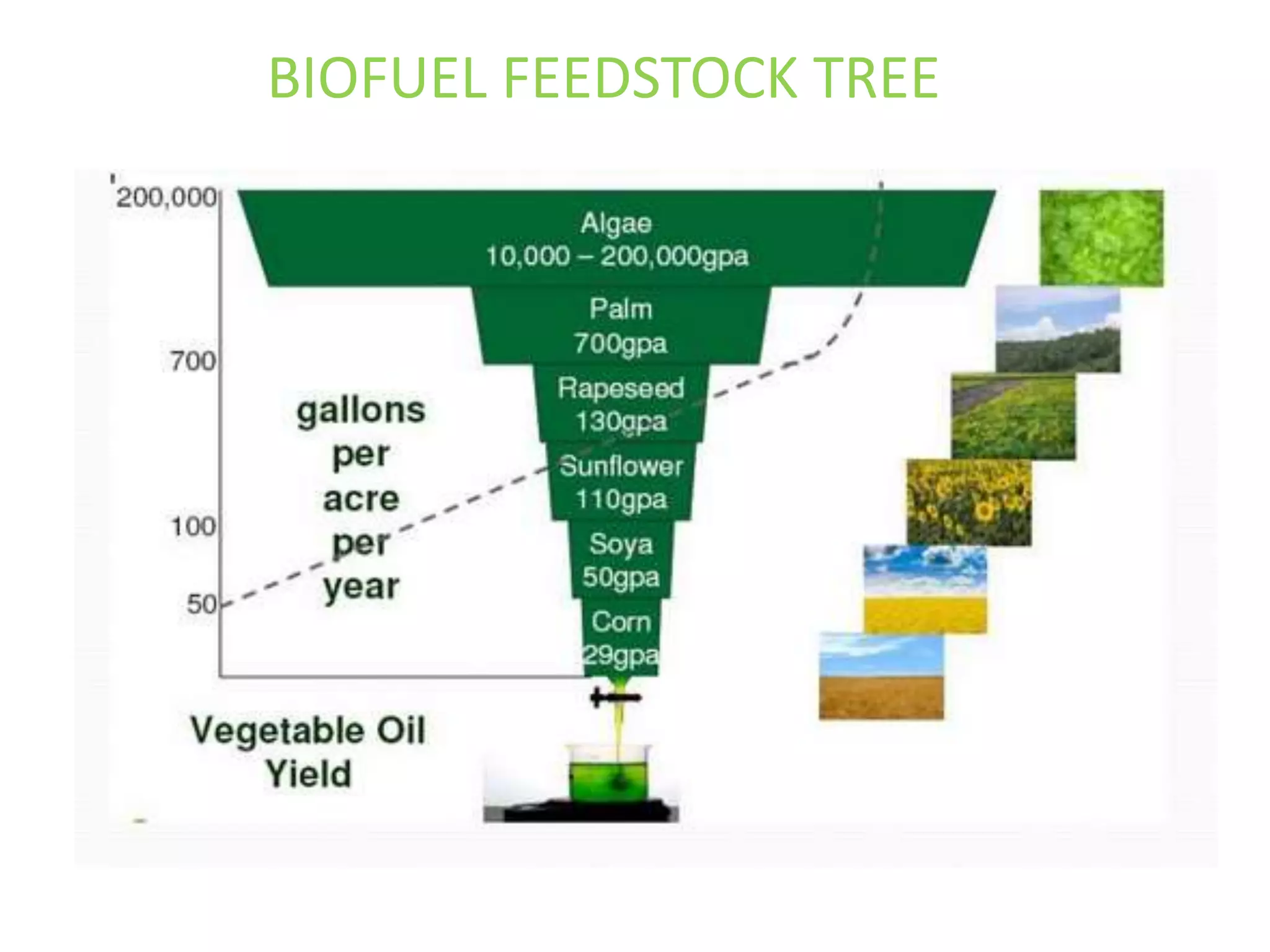 Biofuel production from algae | PPT