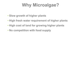 Biofuel production from algae | PPT