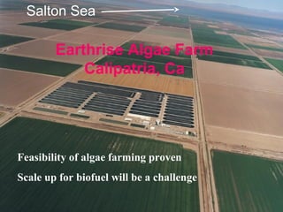 Biofuel production from algae | PPT
