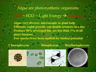 Biofuel production from algae | PPT