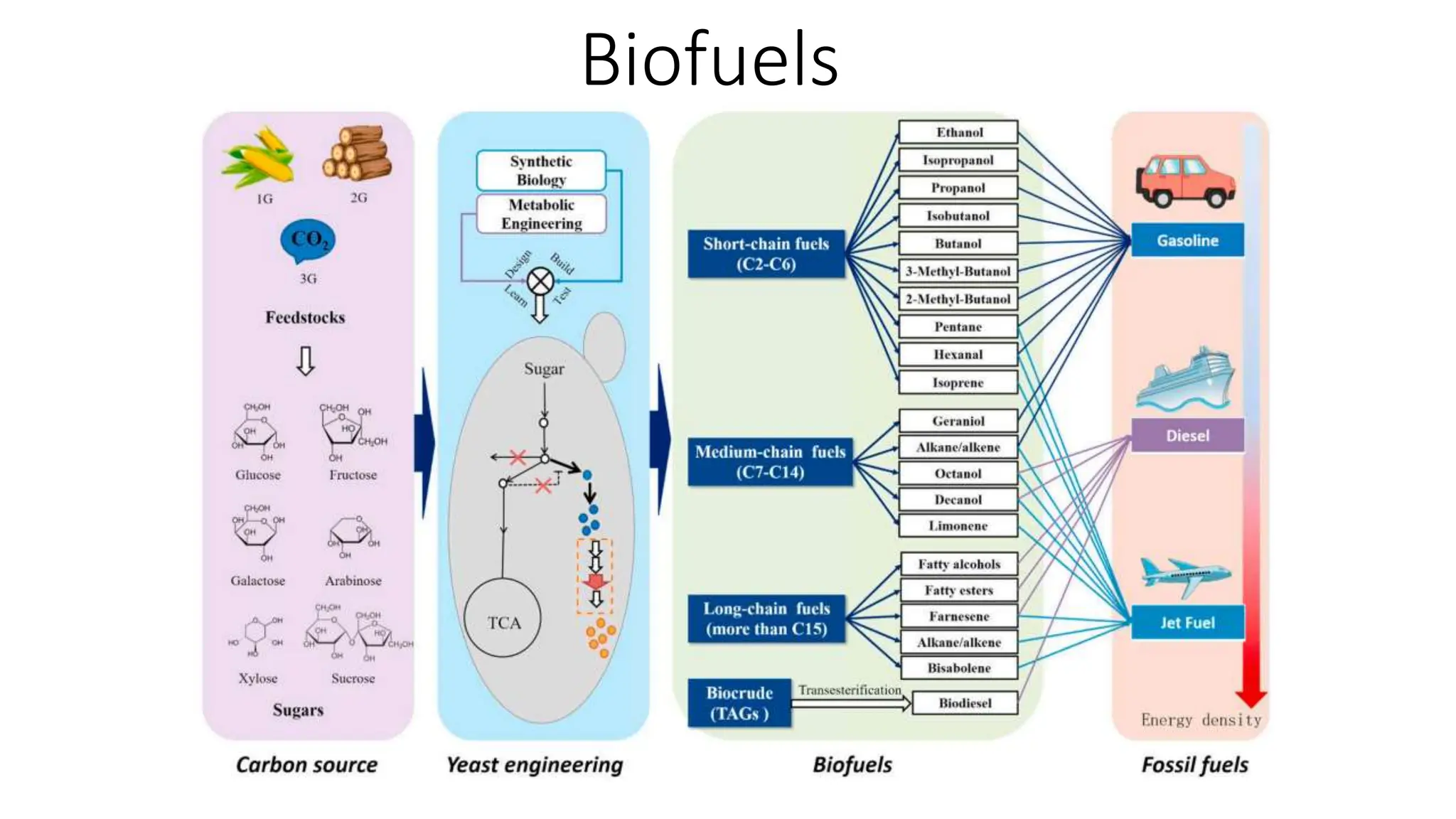 Biofuel production from Microbial Sources.pptx