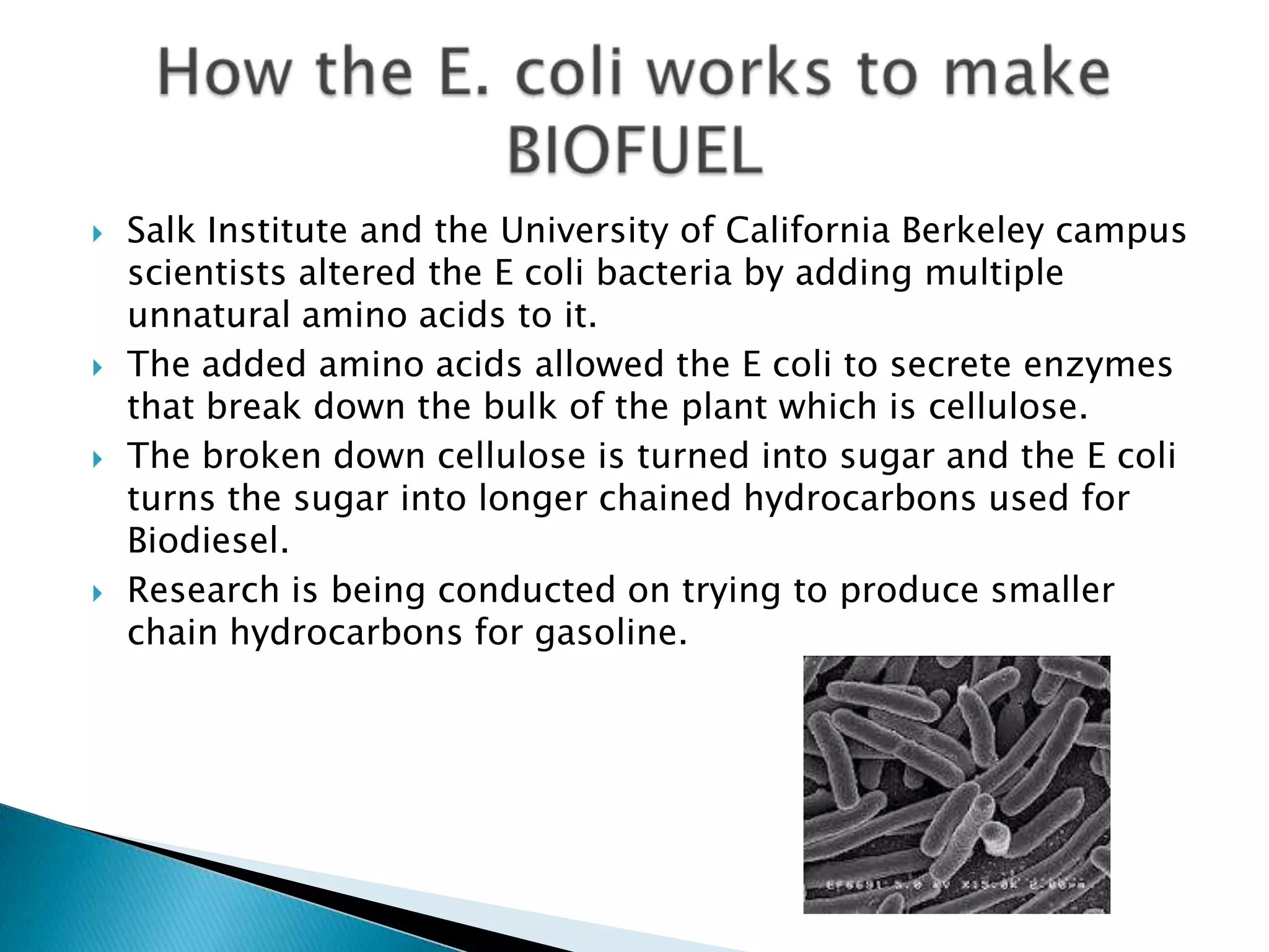 Biofuels using bacteria final | PPTX | Biotech and Biomedical Industry ...