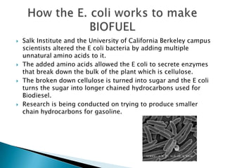 Biofuels using bacteria final | PPTX | Biotech and Biomedical Industry ...